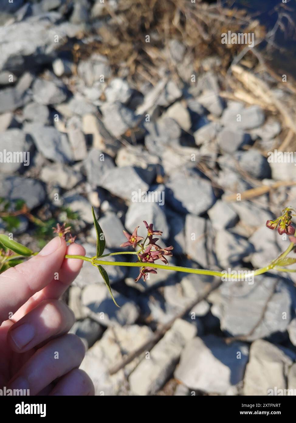 European swallow-wort (Vincetoxicum rossicum) Plantae Stock Photo - Alamy