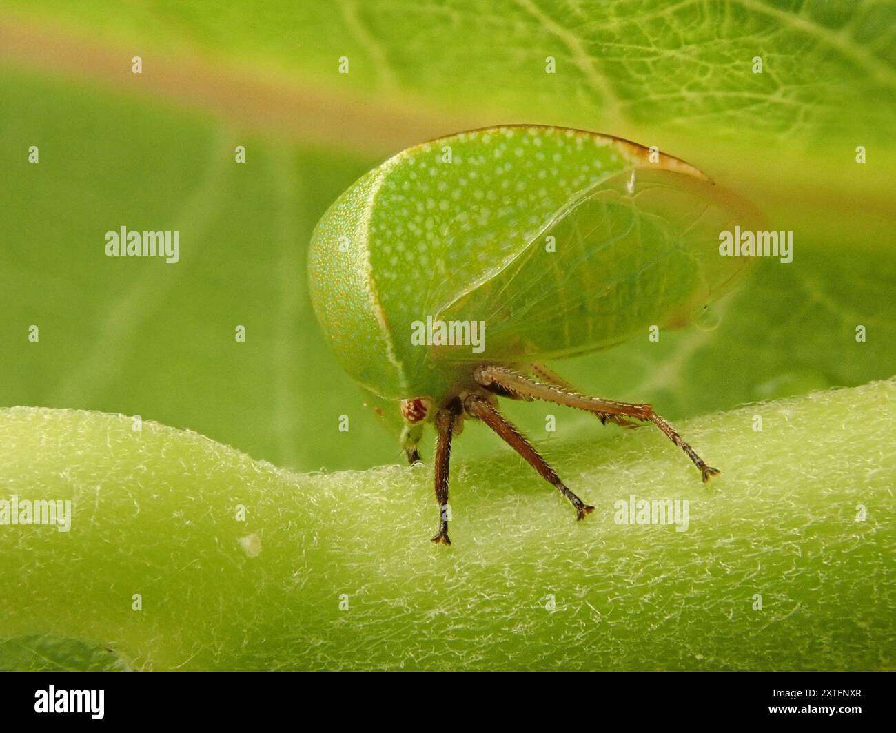 Buffalo Treehoppers and allies (Ceresini) Insecta Stock Photo - Alamy