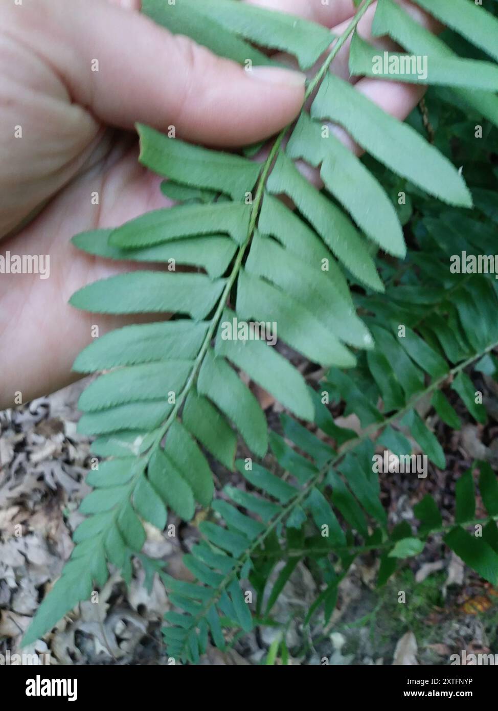 Christmas fern (Polystichum acrostichoides) Plantae Stock Photo - Alamy