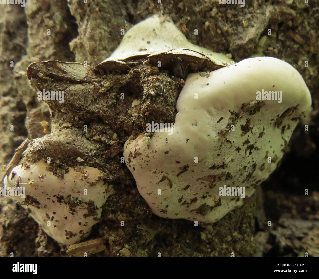 (Ganoderma megaloma) Fungi Stock Photo - Alamy