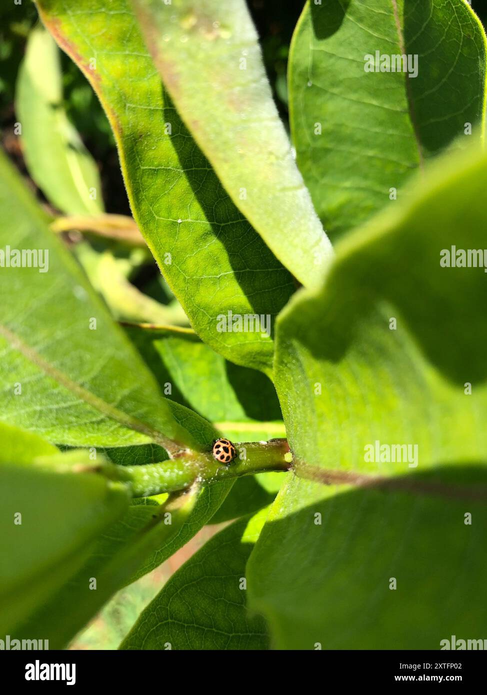 Black-spotted Lady Beetles (Coccinellini) Insecta Stock Photo - Alamy