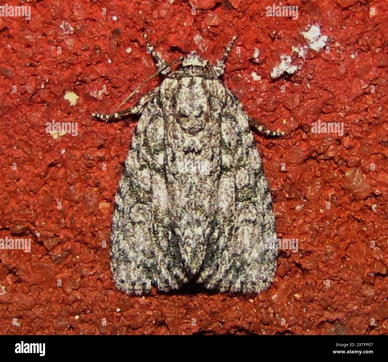 Maple Dagger (Acronicta retardata) Insecta Stock Photo - Alamy