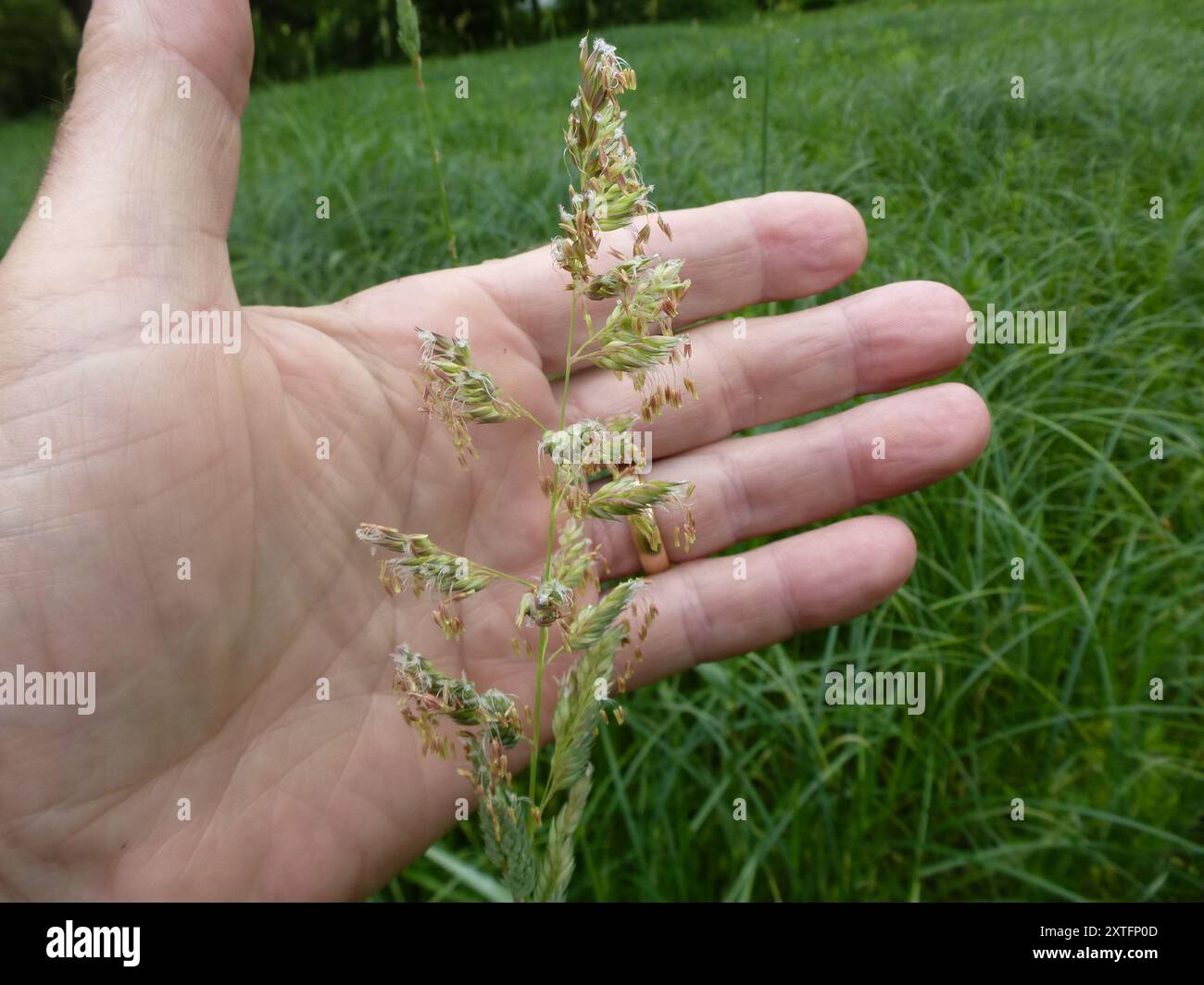 grasses (Poaceae) Plantae Stock Photo - Alamy