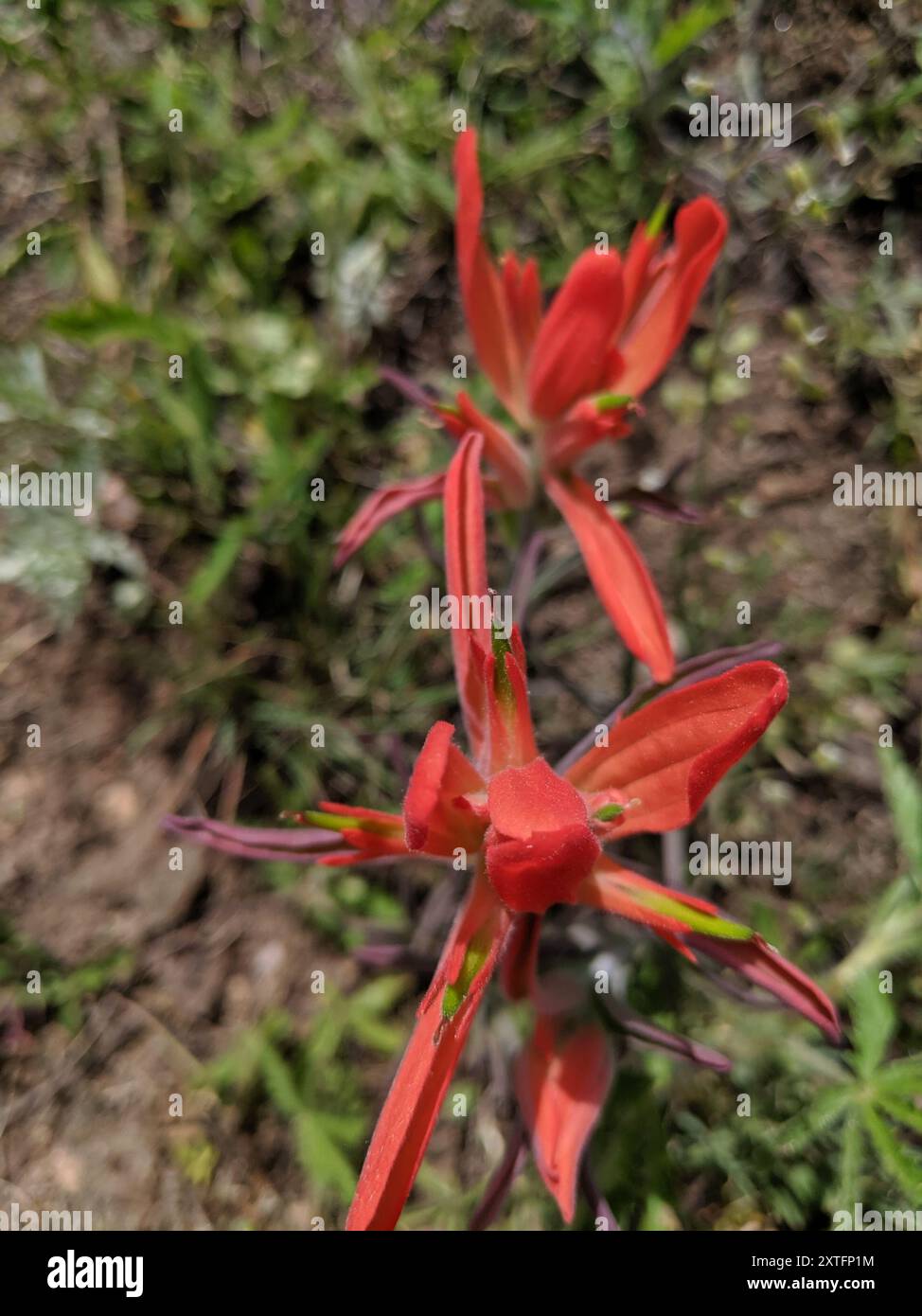 Wholeleaf Paintbrush (Castilleja integra) Plantae Stock Photo - Alamy