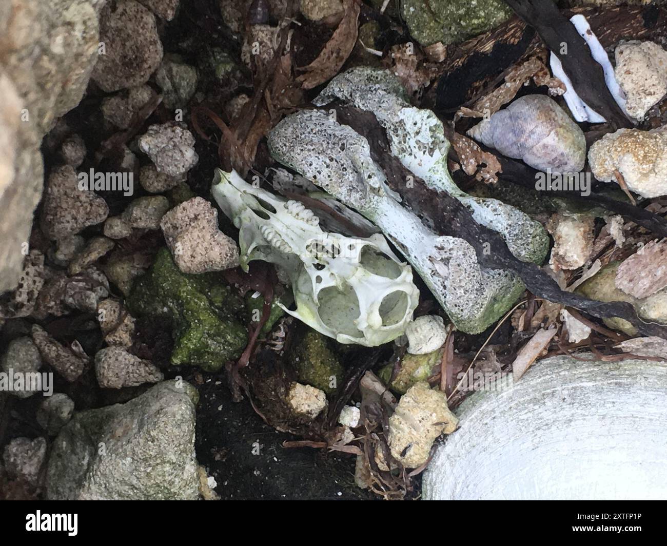 Typical Sea Turtles (Cheloniidae) Reptilia Stock Photo - Alamy