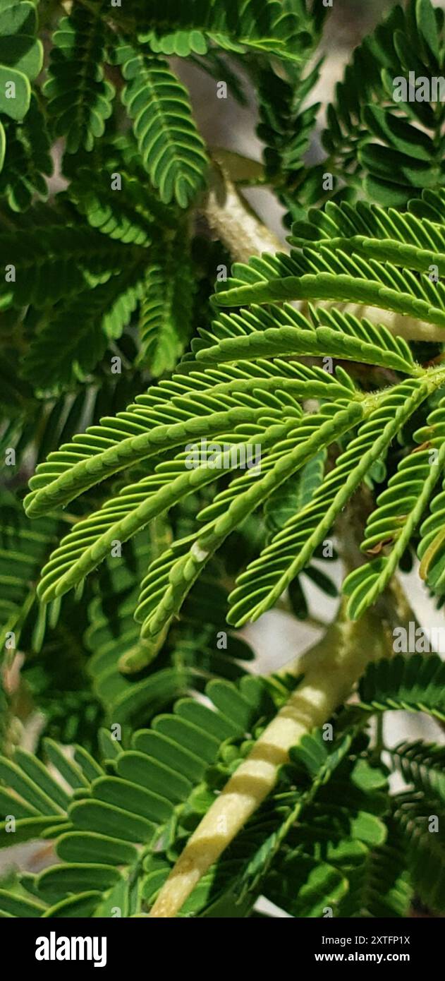 twisted acacia (Vachellia tortuosa) Plantae Stock Photo - Alamy