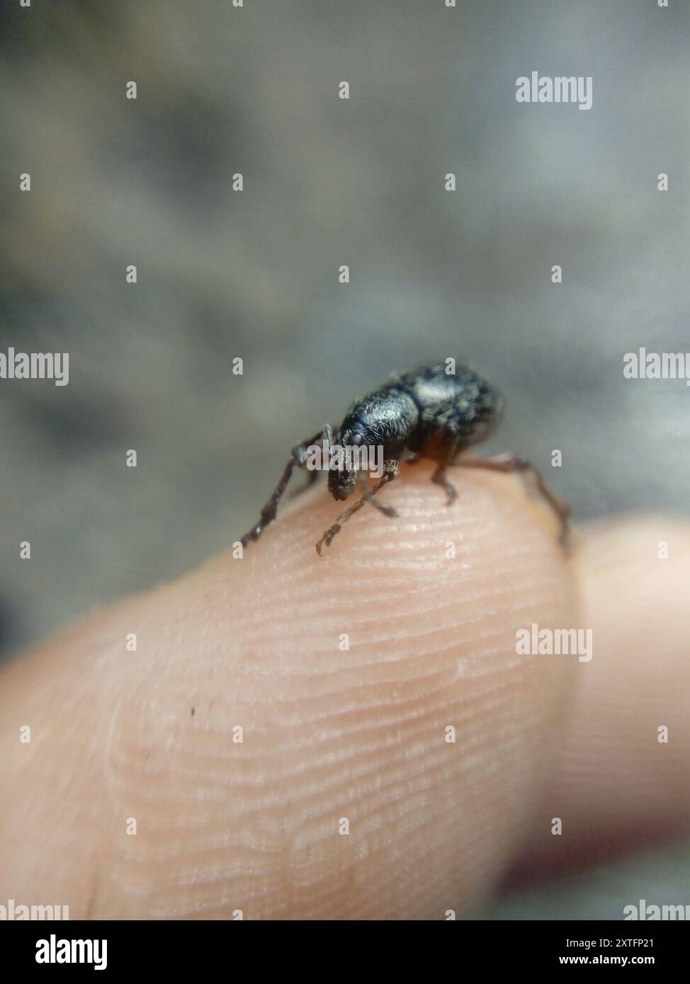 Broad-nosed Weevils (Entiminae) Insecta Stock Photo - Alamy