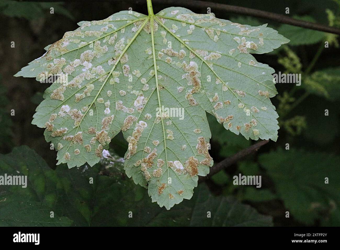 Sycamore Felt Gall Mite (Aceria pseudoplatani) Arachnida Stock Photo ...