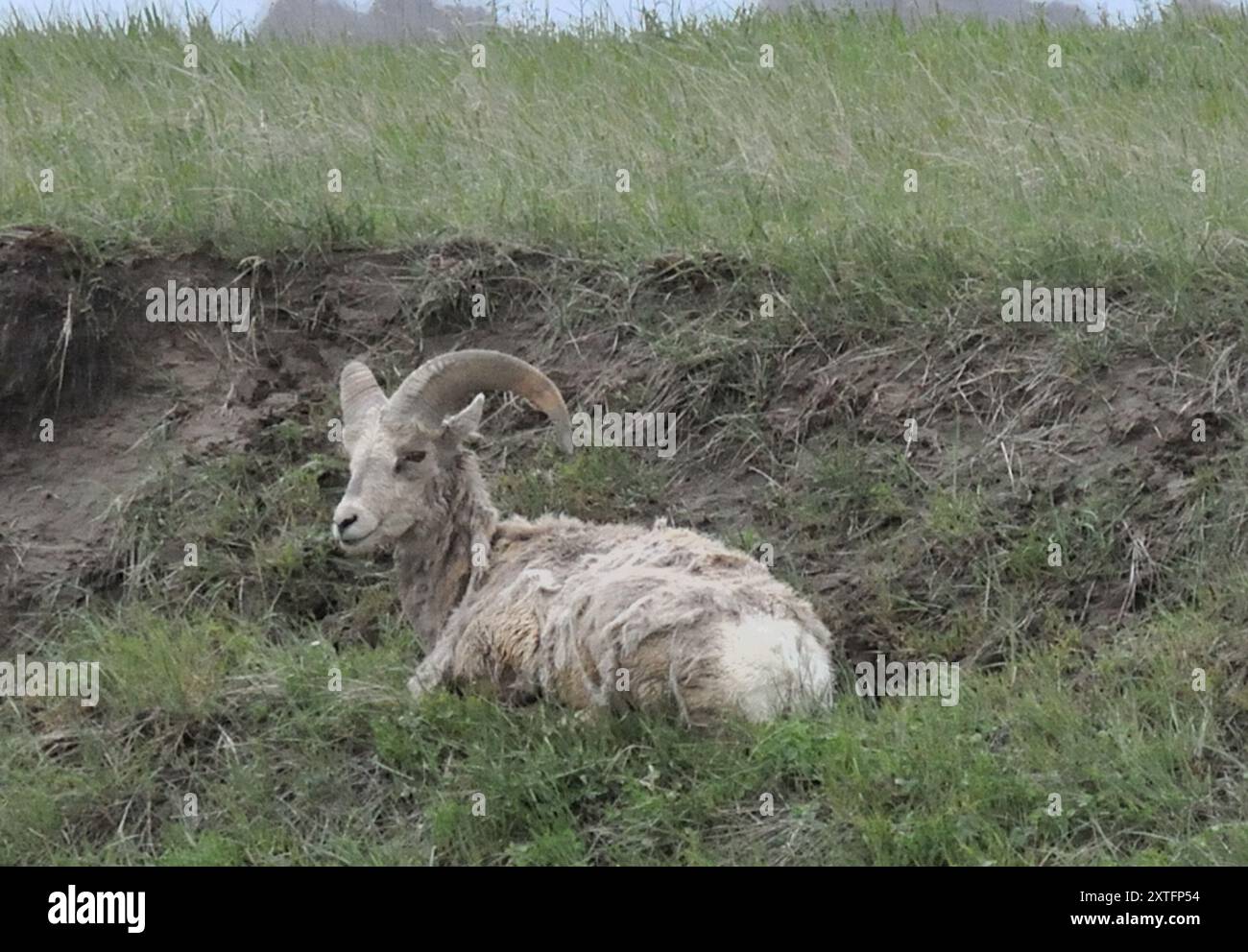 Bighorn Sheep (Ovis canadensis) Mammalia Stock Photo - Alamy