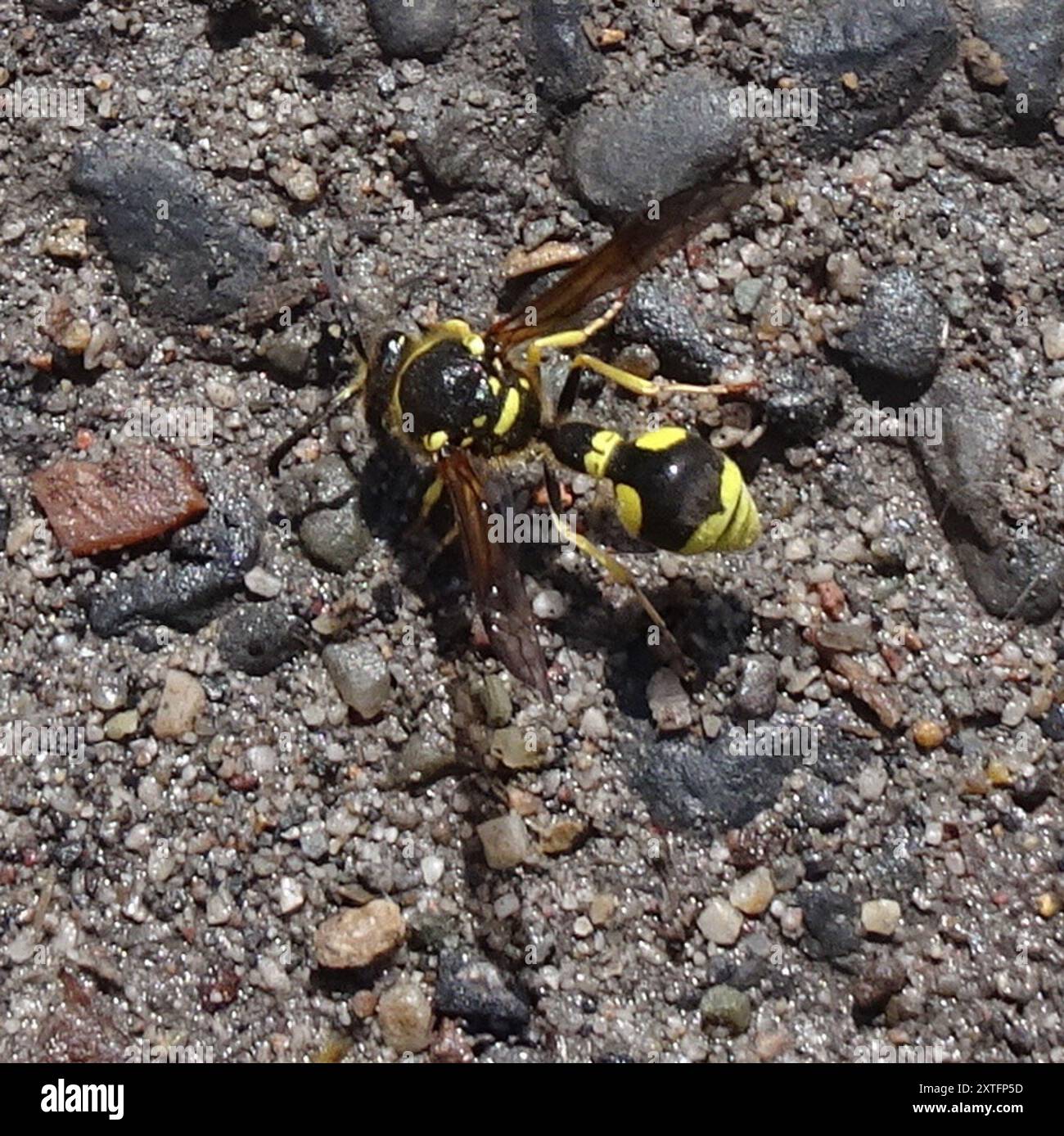 Typical Potter Wasps (Eumenes) Insecta Stock Photo - Alamy