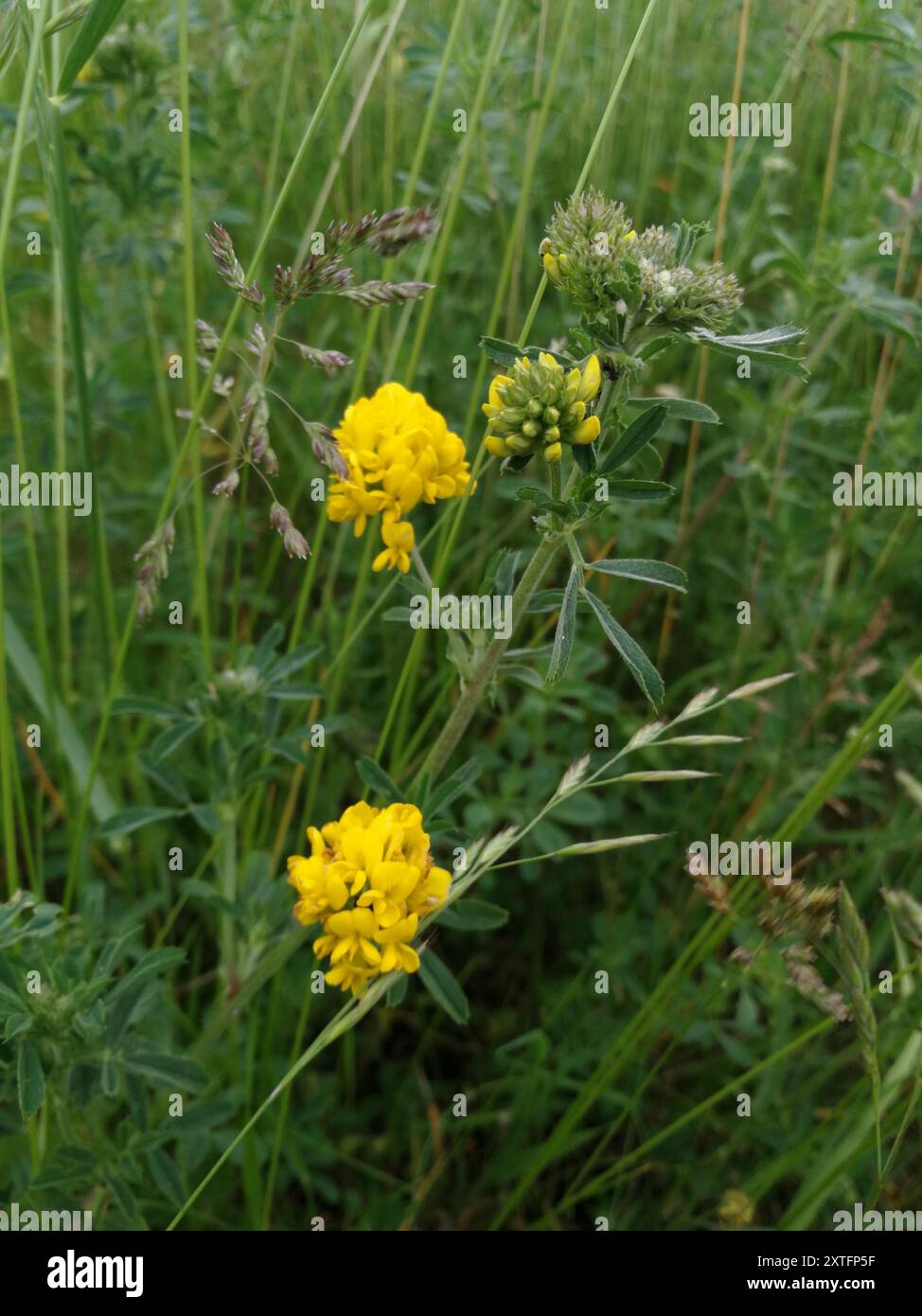 sickle alfalfa (Medicago falcata) Plantae Stock Photo - Alamy