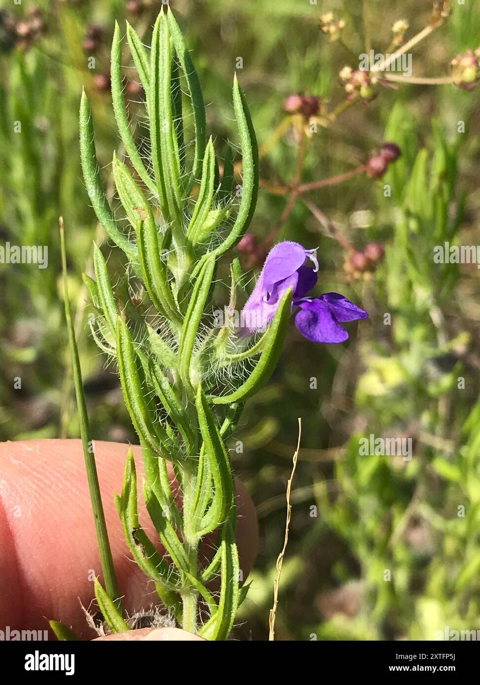 Texas Sage (Salvia texana) Plantae Stock Photo - Alamy
