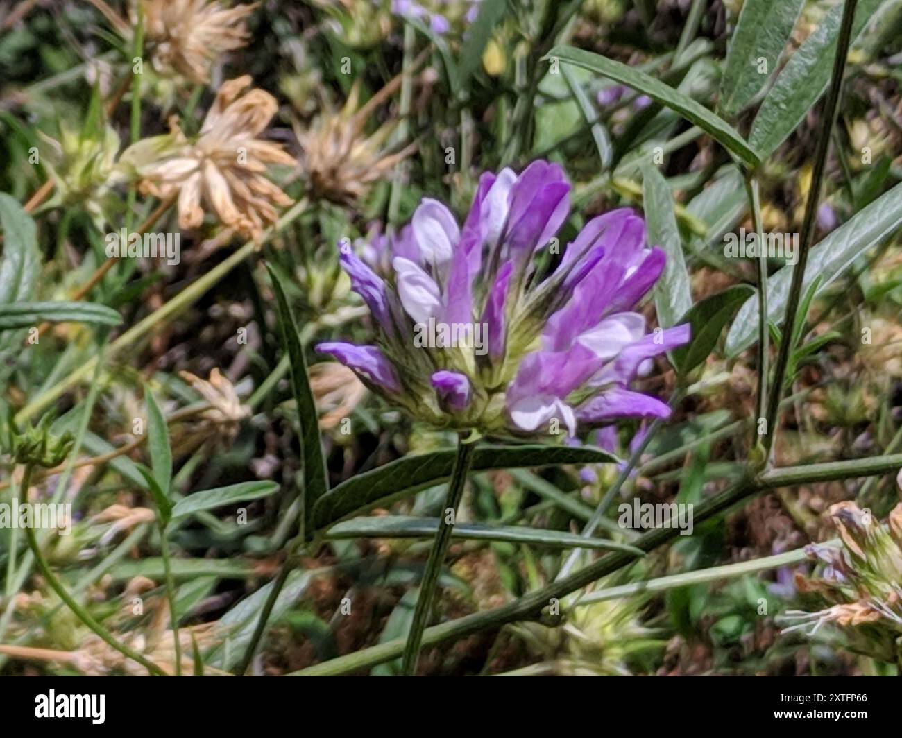 arabian pea (Bituminaria bituminosa) Plantae Stock Photo - Alamy
