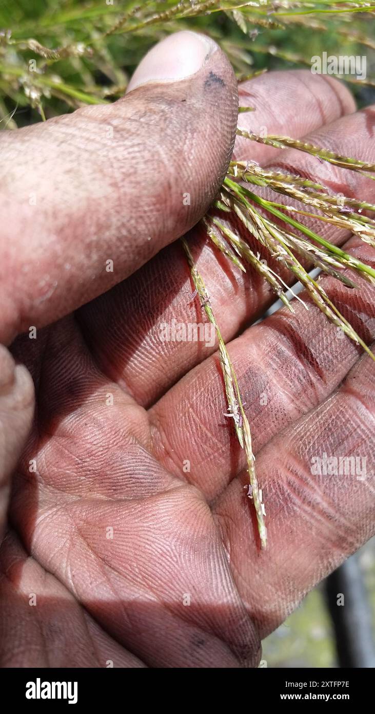 hardstem lovegrass (Eragrostis atropioides) Plantae Stock Photo - Alamy