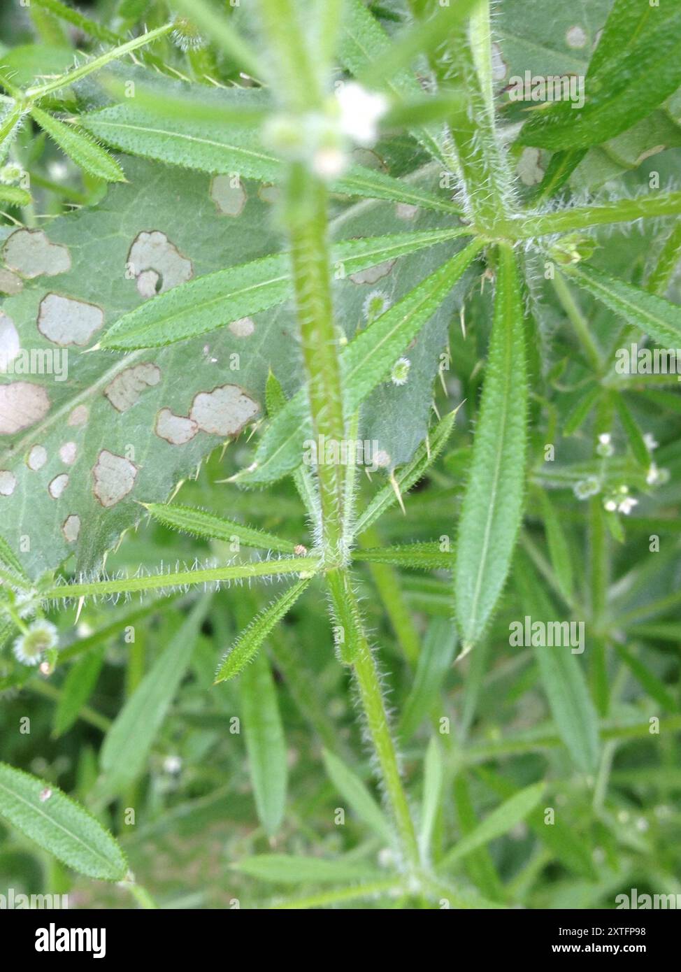catchweed bedstraw (Galium aparine) Plantae Stock Photo - Alamy