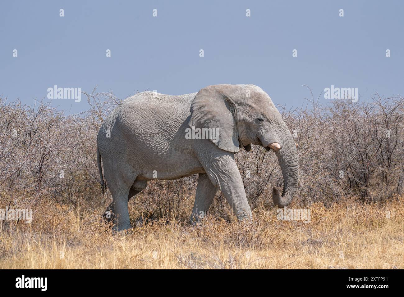 Elephant side view hi-res stock photography and images - Alamy