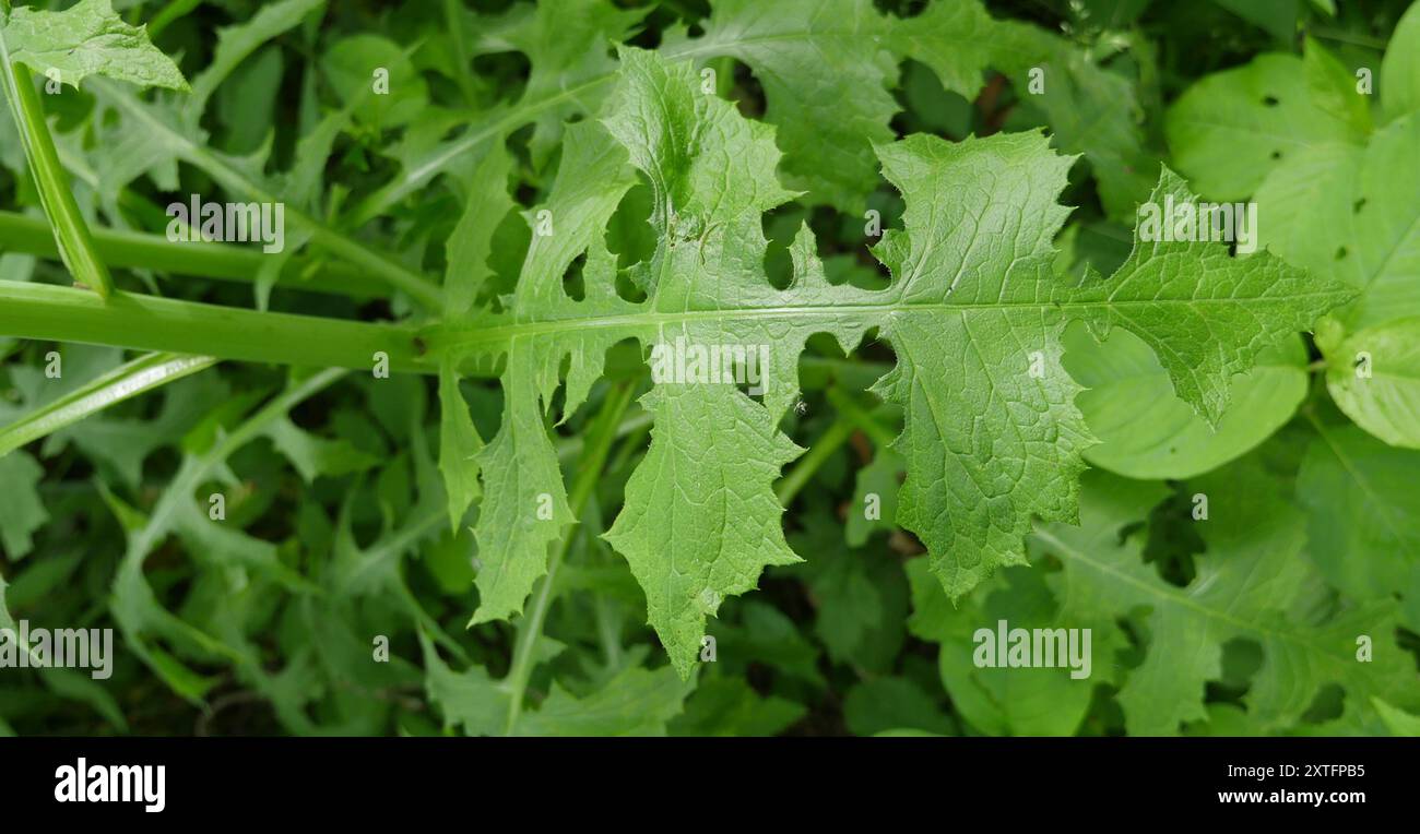 tall blue lettuce (Lactuca biennis) Plantae Stock Photo - Alamy