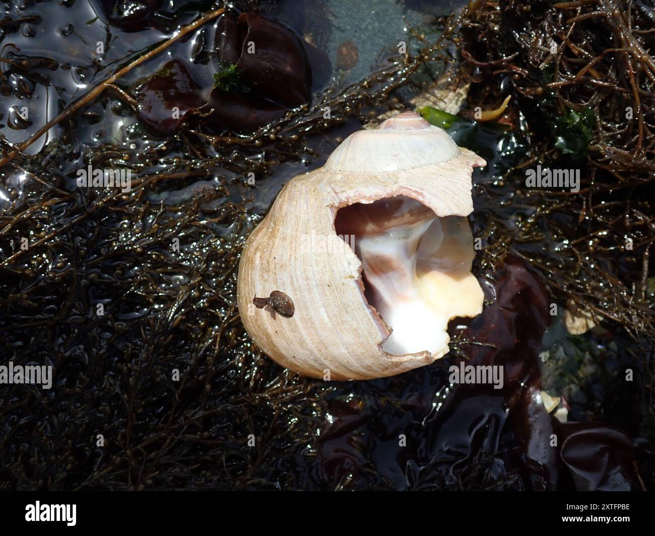 Lewis's Moon Snail (Neverita lewisii) Mollusca Stock Photo - Alamy