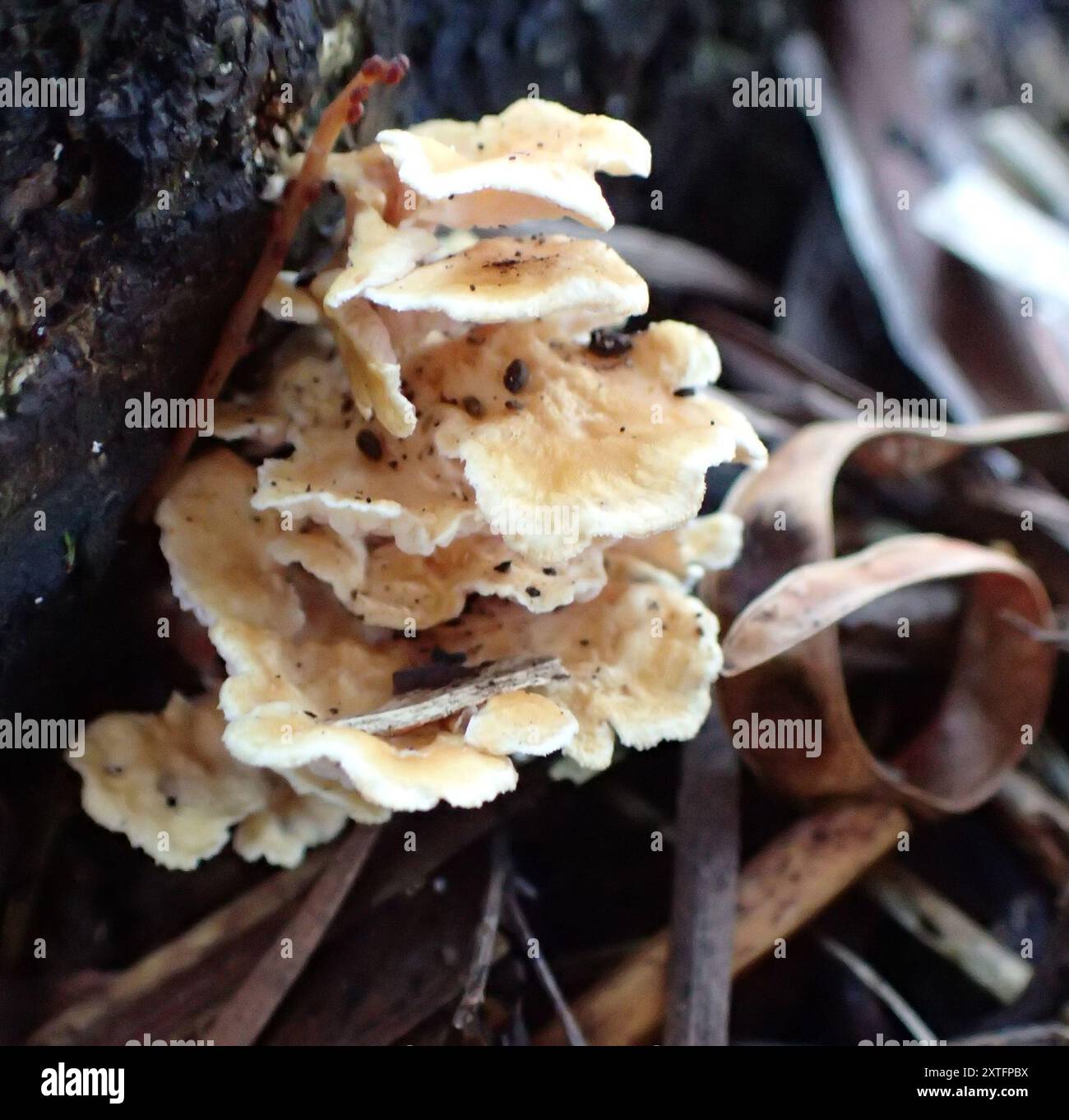 Pagoda Fungus (Podoserpula pusio) Fungi Stock Photo - Alamy