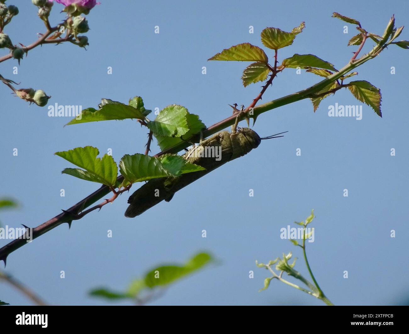 Egyptian Bird Grasshopper (Anacridium aegyptium) Insecta Stock Photo ...