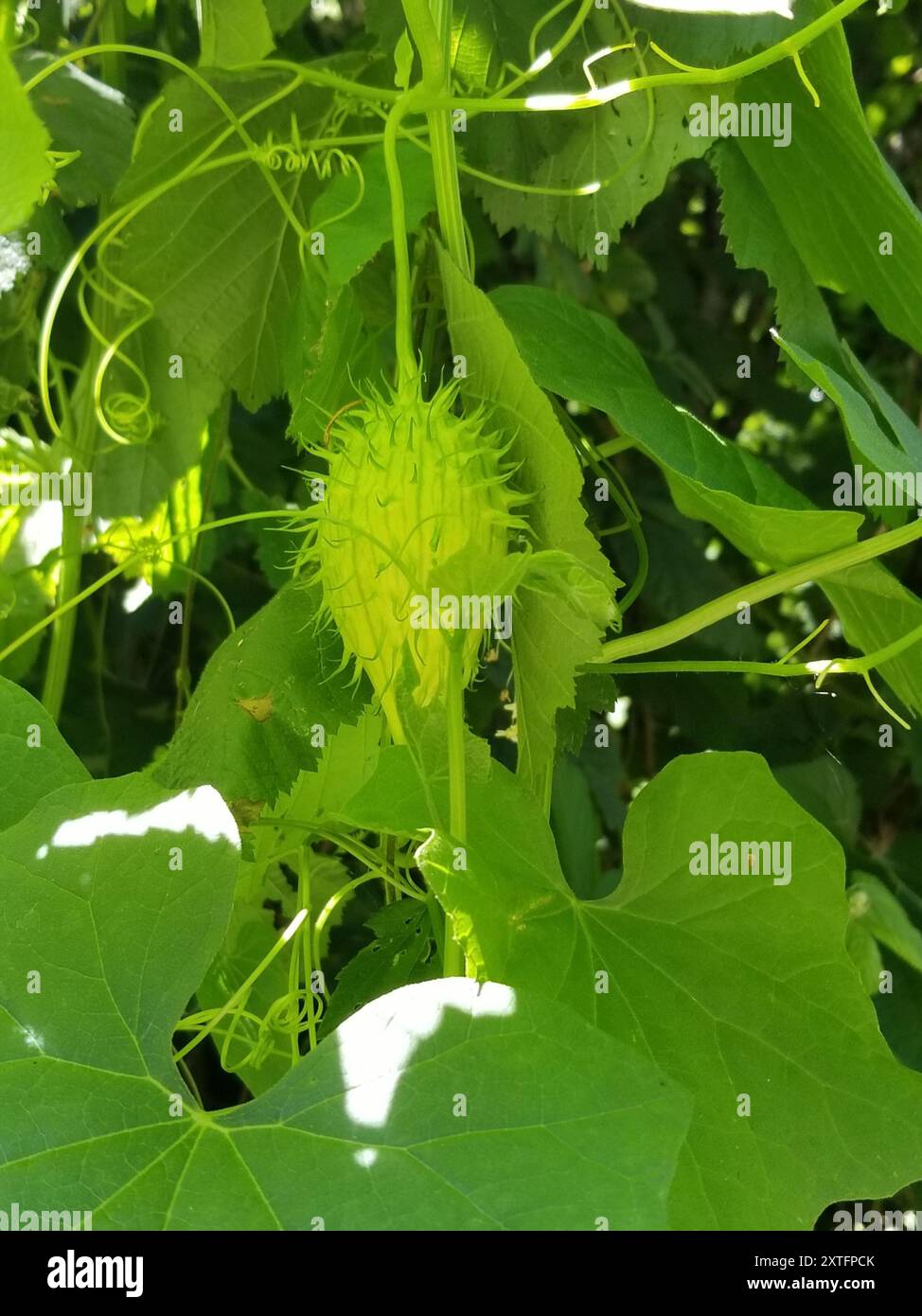 coastal manroot (Marah oregana) Plantae Stock Photo - Alamy