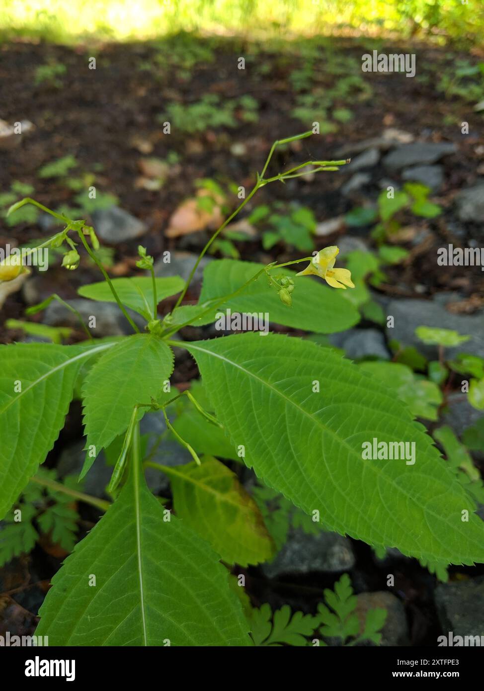 small balsam (Impatiens parviflora) Plantae Stock Photo - Alamy