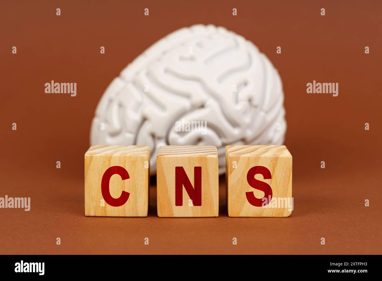 Wooden blocks marked with CNS sit in front of a detailed brain model ...