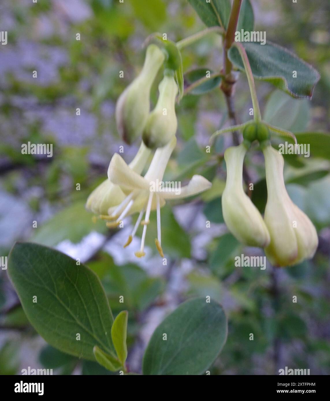 small-leaved honeysuckle (Lonicera microphylla) Plantae Stock Photo - Alamy