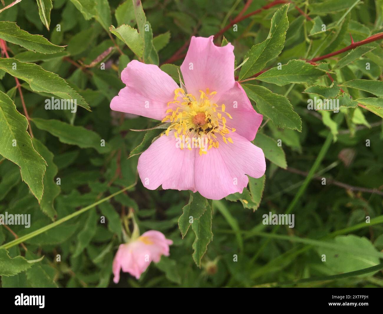 swamp rose (Rosa palustris) Plantae Stock Photo - Alamy