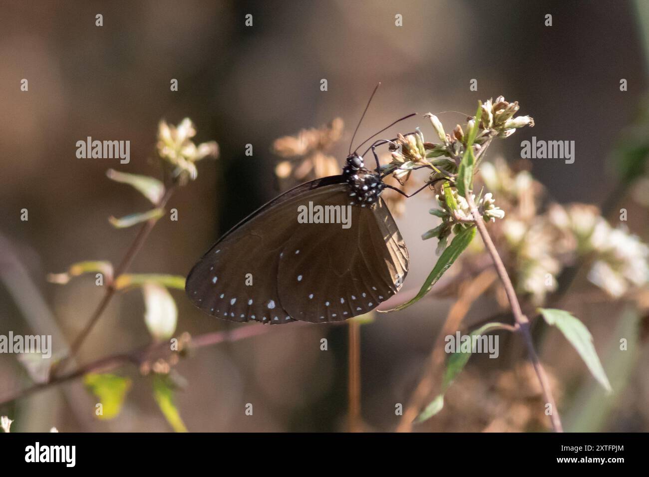 Tulliolus butterfly hi-res stock photography and images - Alamy