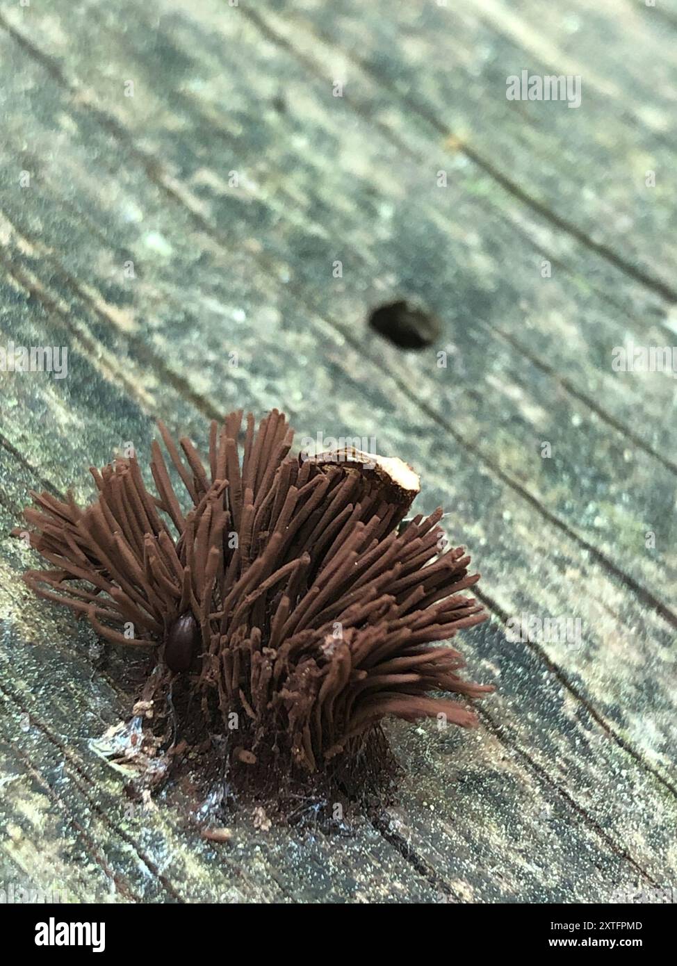 chocolate tube slime (Stemonitis splendens) Protozoa Stock Photo - Alamy