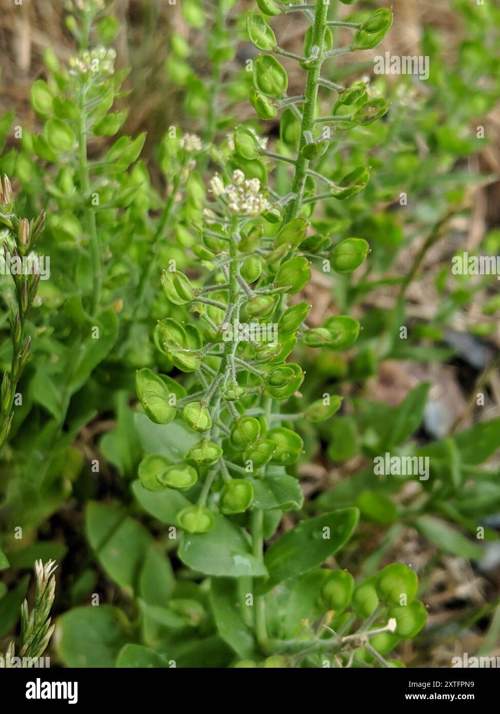 field peppergrass (Lepidium campestre) Plantae Stock Photo - Alamy