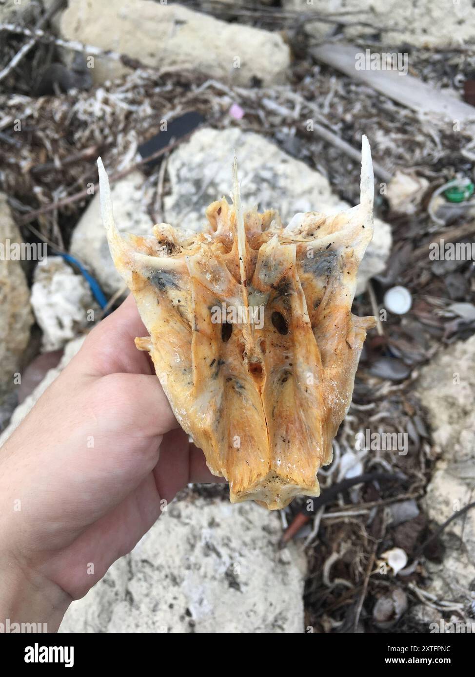 Mackerels, Tunas, and Bonitos (Scombridae) Actinopterygii Stock Photo ...