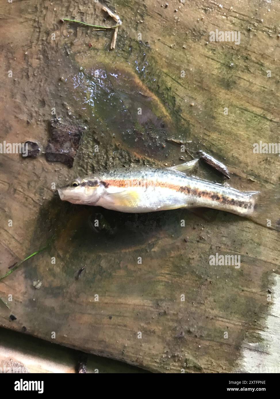 Western Blacknose Dace (Rhinichthys obtusus) Actinopterygii Stock Photo ...