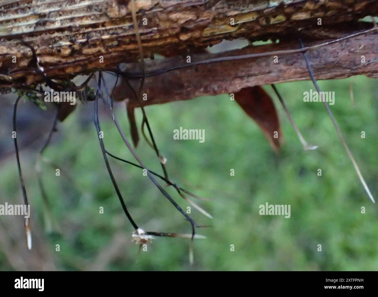 (Xylaria filiformis) Fungi Stock Photo - Alamy
