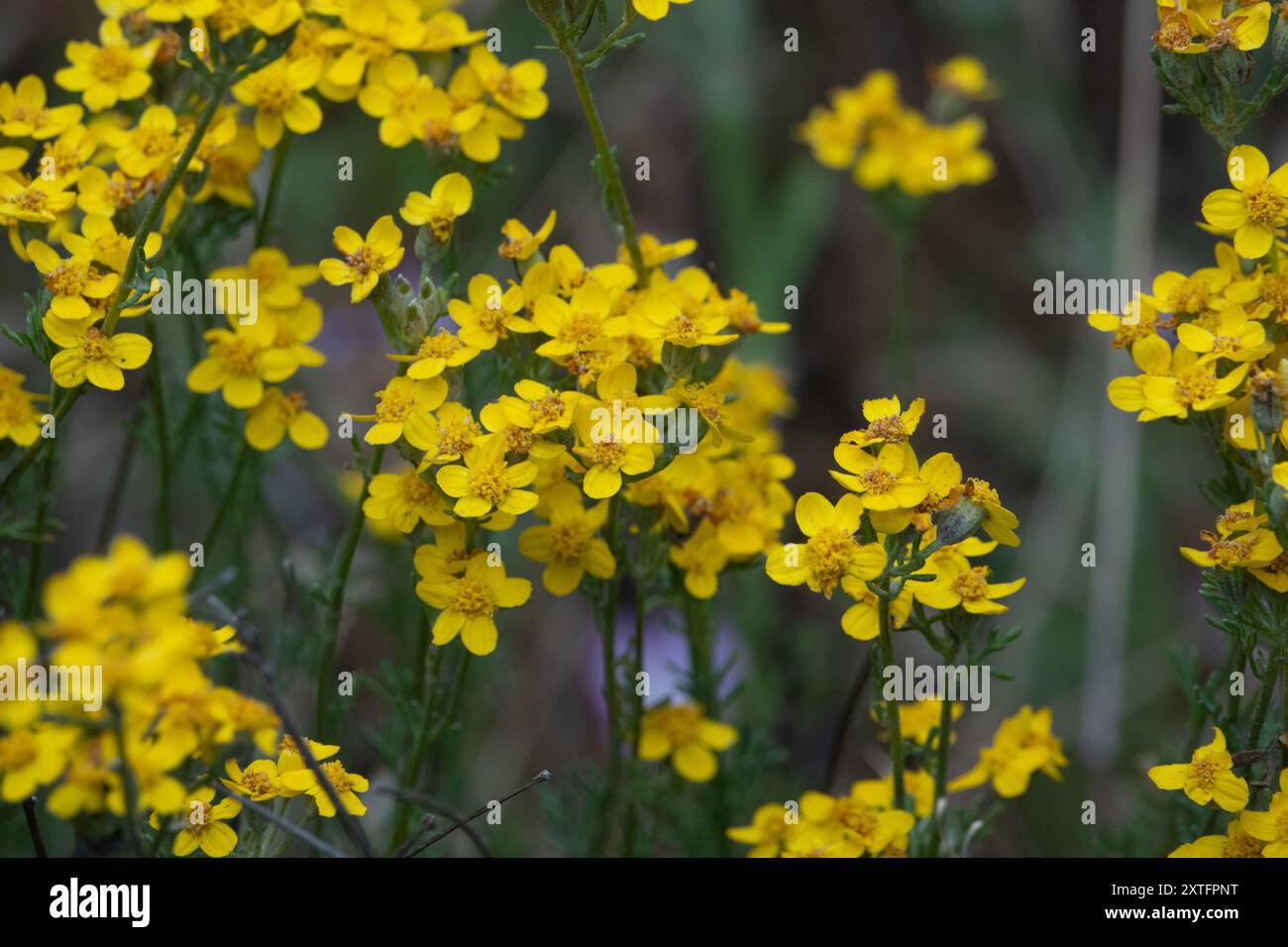 Golden Yarrow (Eriophyllum confertiflorum) Plantae Stock Photo - Alamy