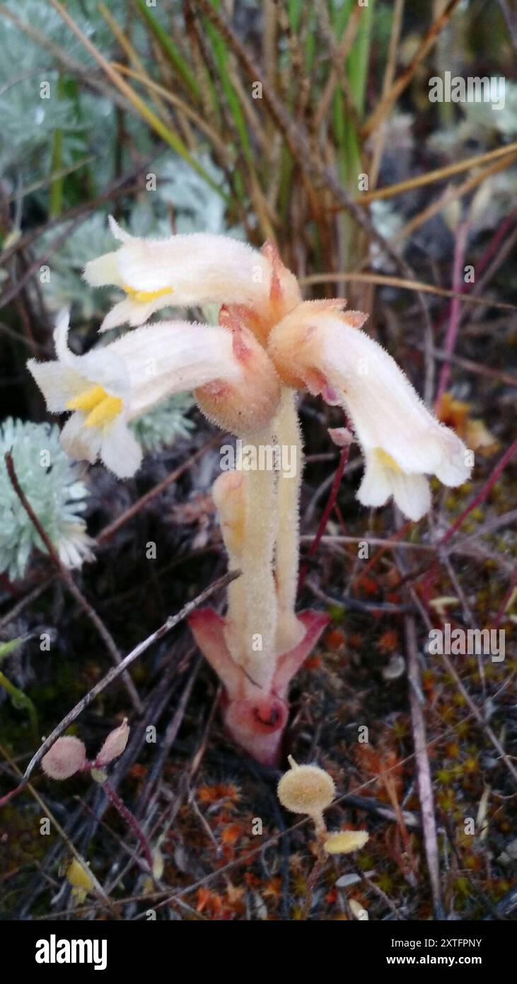clustered broomrape (Aphyllon fasciculatum) Plantae Stock Photo - Alamy