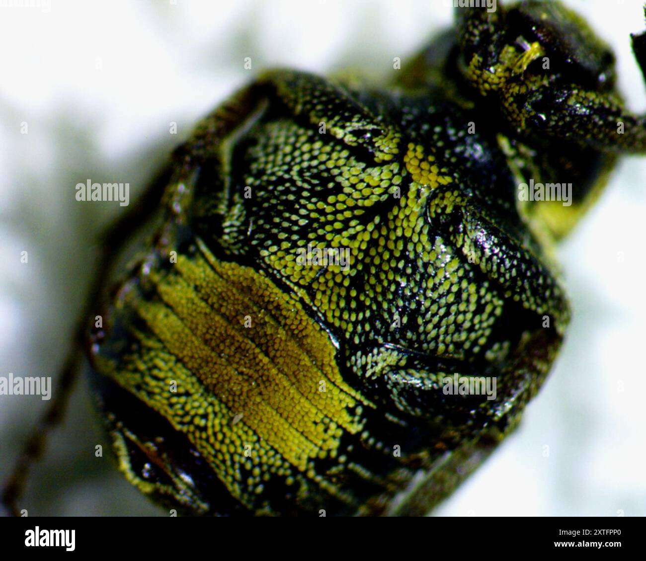 (Valgus canaliculatus) Insecta Stock Photo - Alamy