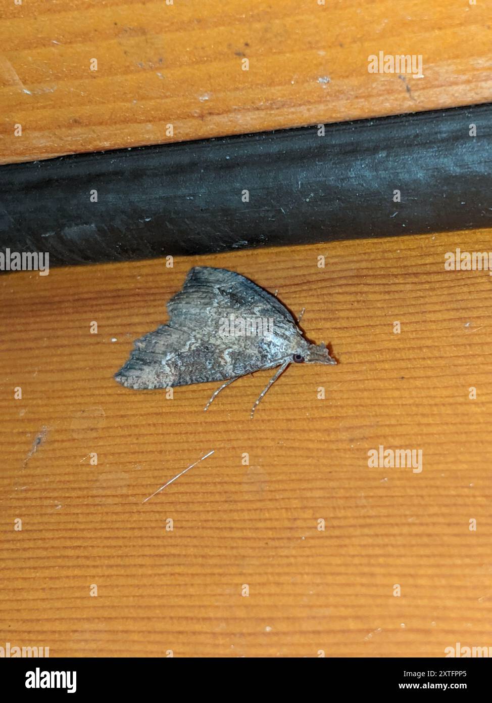 Hop Vine Snout (Hypena humuli) Insecta Stock Photo - Alamy