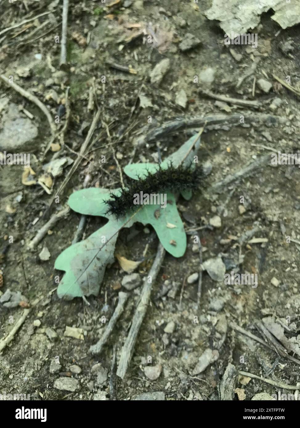 Buck Moth (Hemileuca maia) Insecta Stock Photo - Alamy