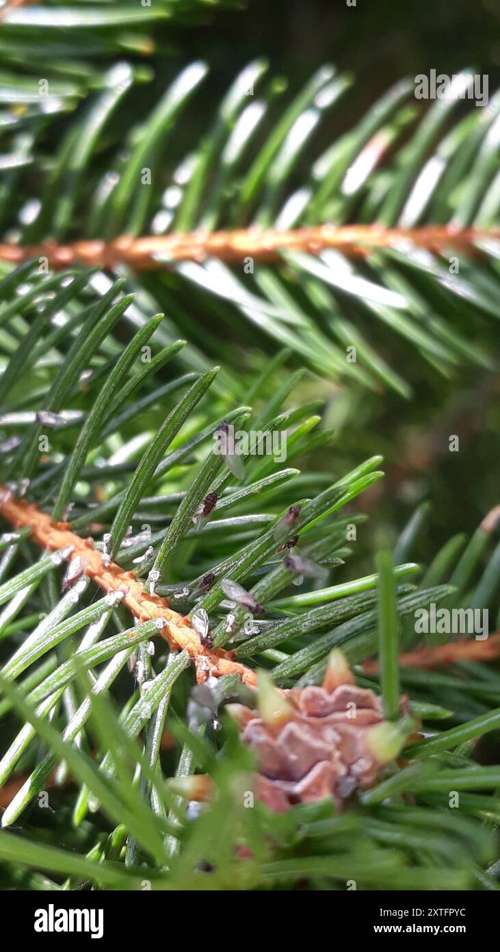 Adelgidae hi-res stock photography and images - Alamy