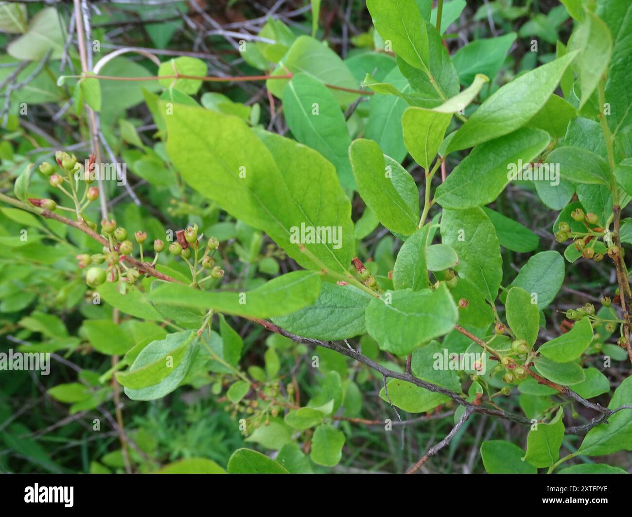 black huckleberry (Gaylussacia baccata) Plantae Stock Photo - Alamy