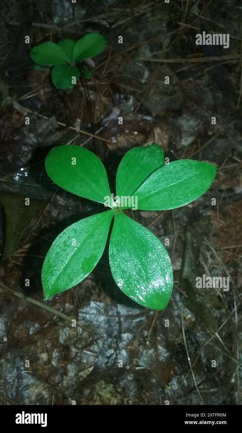 monocots (Liliopsida) Plantae Stock Photo - Alamy