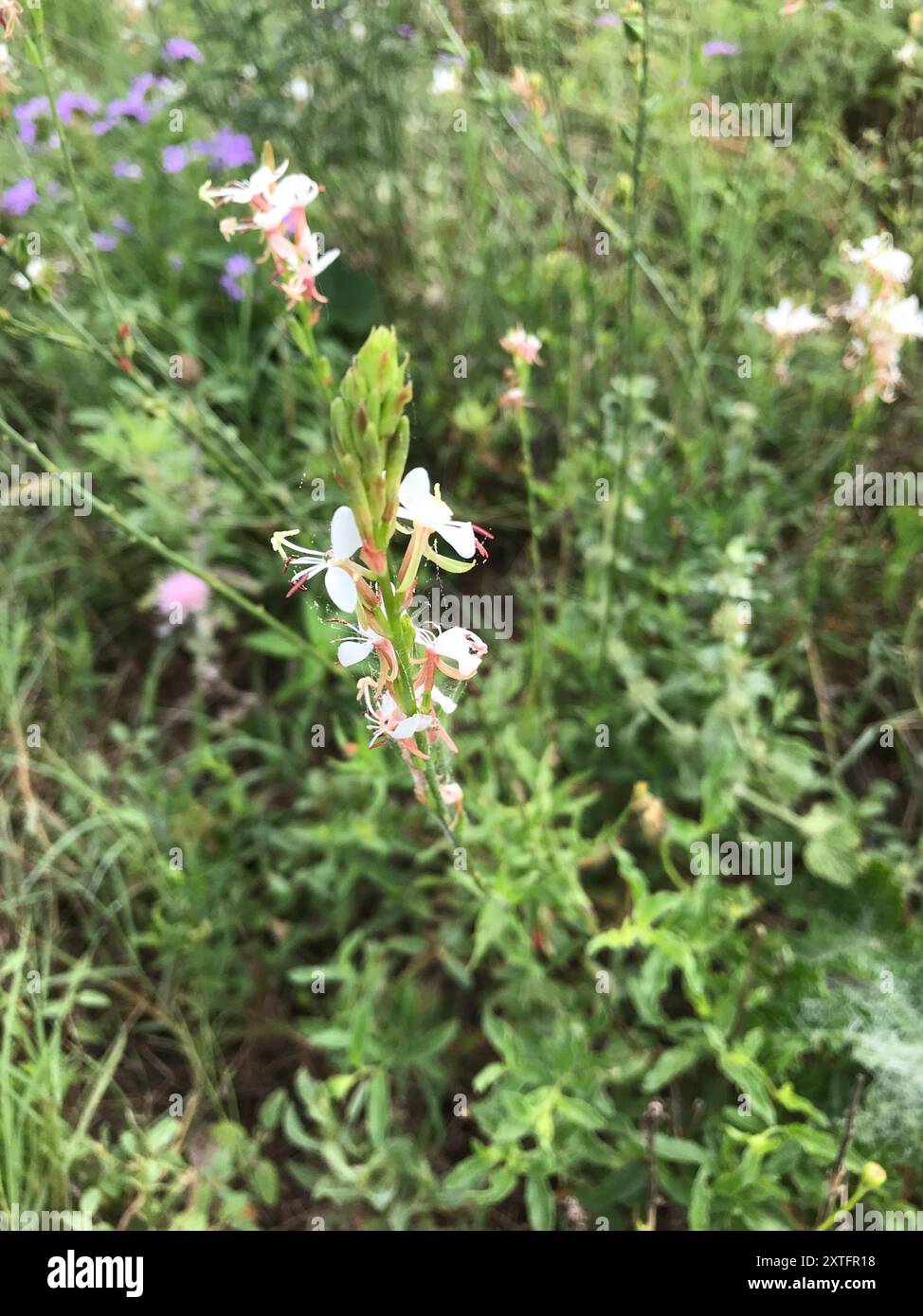roadside gaura (Oenothera suffulta) Plantae Stock Photo - Alamy