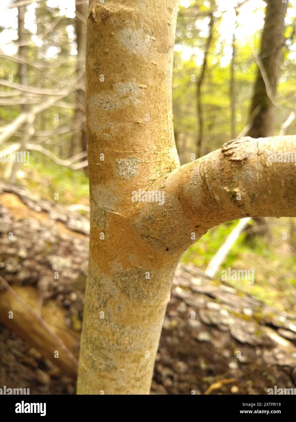 eastern leatherwood (Dirca palustris) Plantae Stock Photo - Alamy