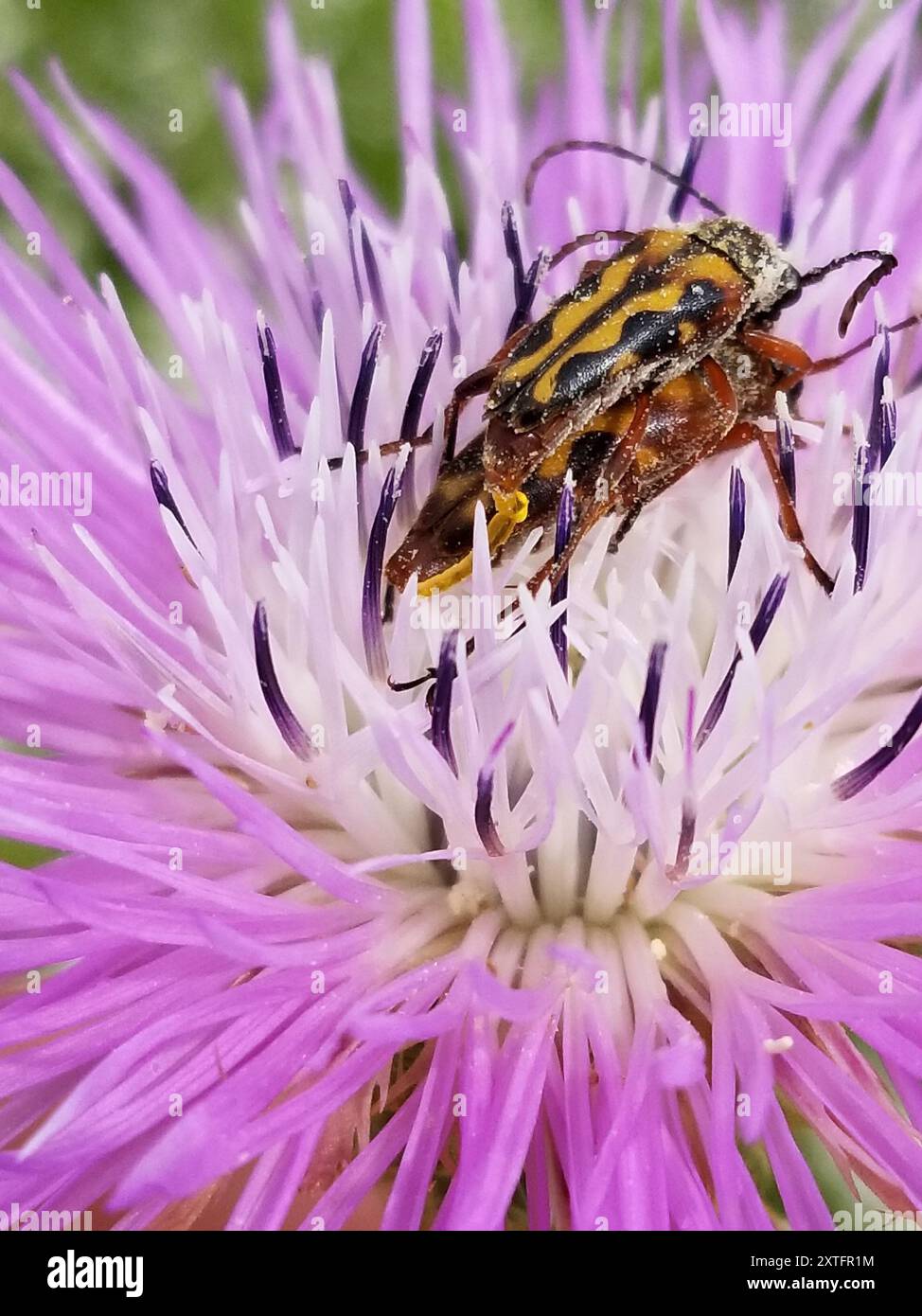 Eight-spotted Flower Longhorn Beetle (Typocerus octonotatus) Insecta ...