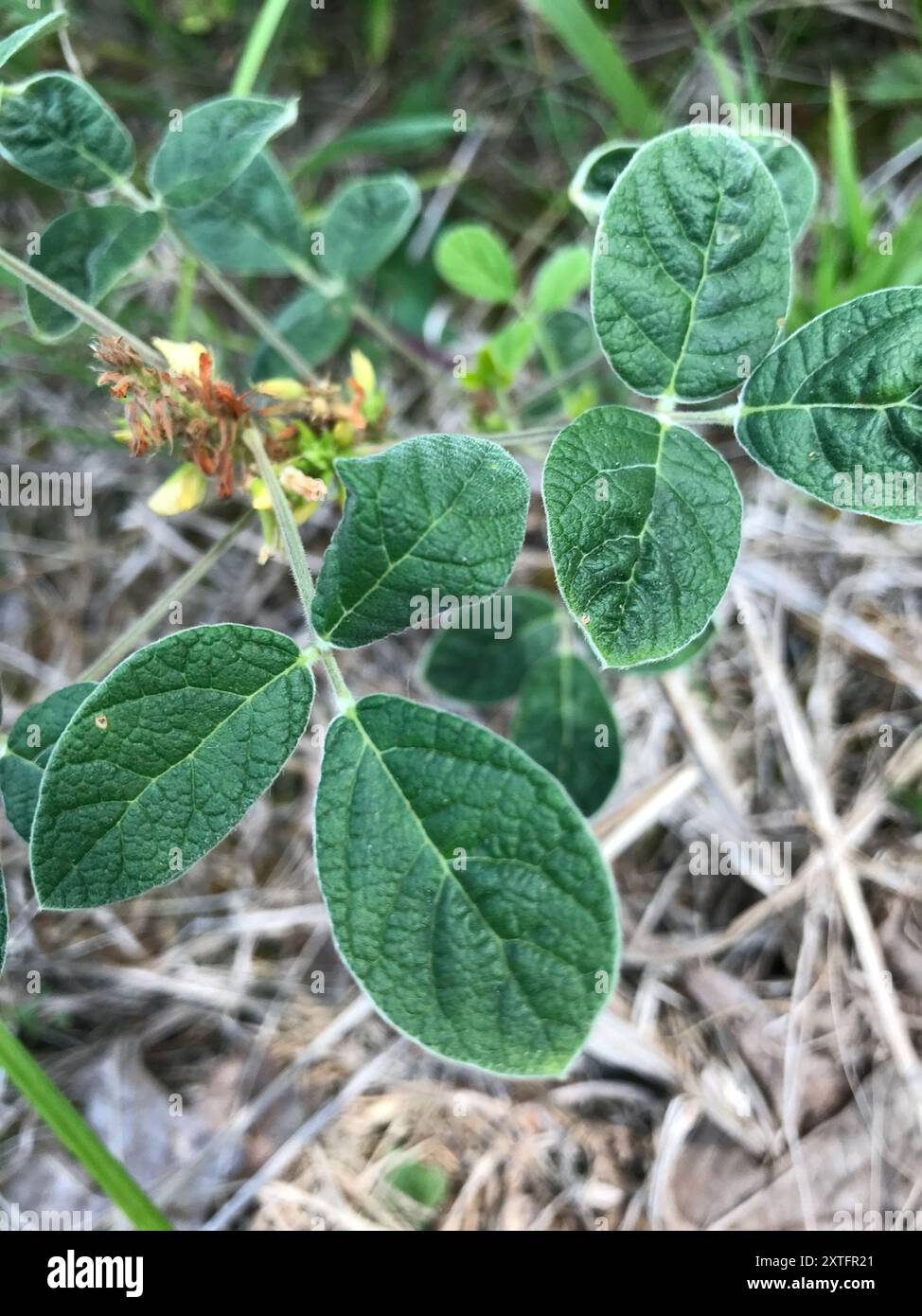 Twining Snoutbean (Rhynchosia tomentosa) Plantae Stock Photo - Alamy