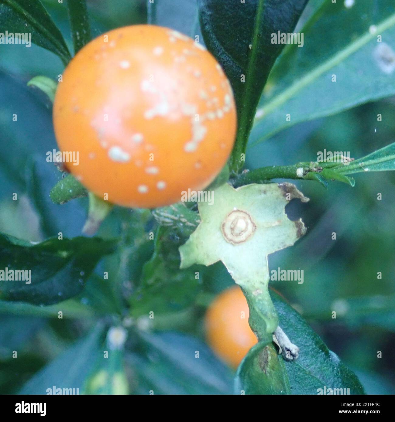 Jerusalem cherry (Solanum pseudocapsicum) Plantae Stock Photo - Alamy