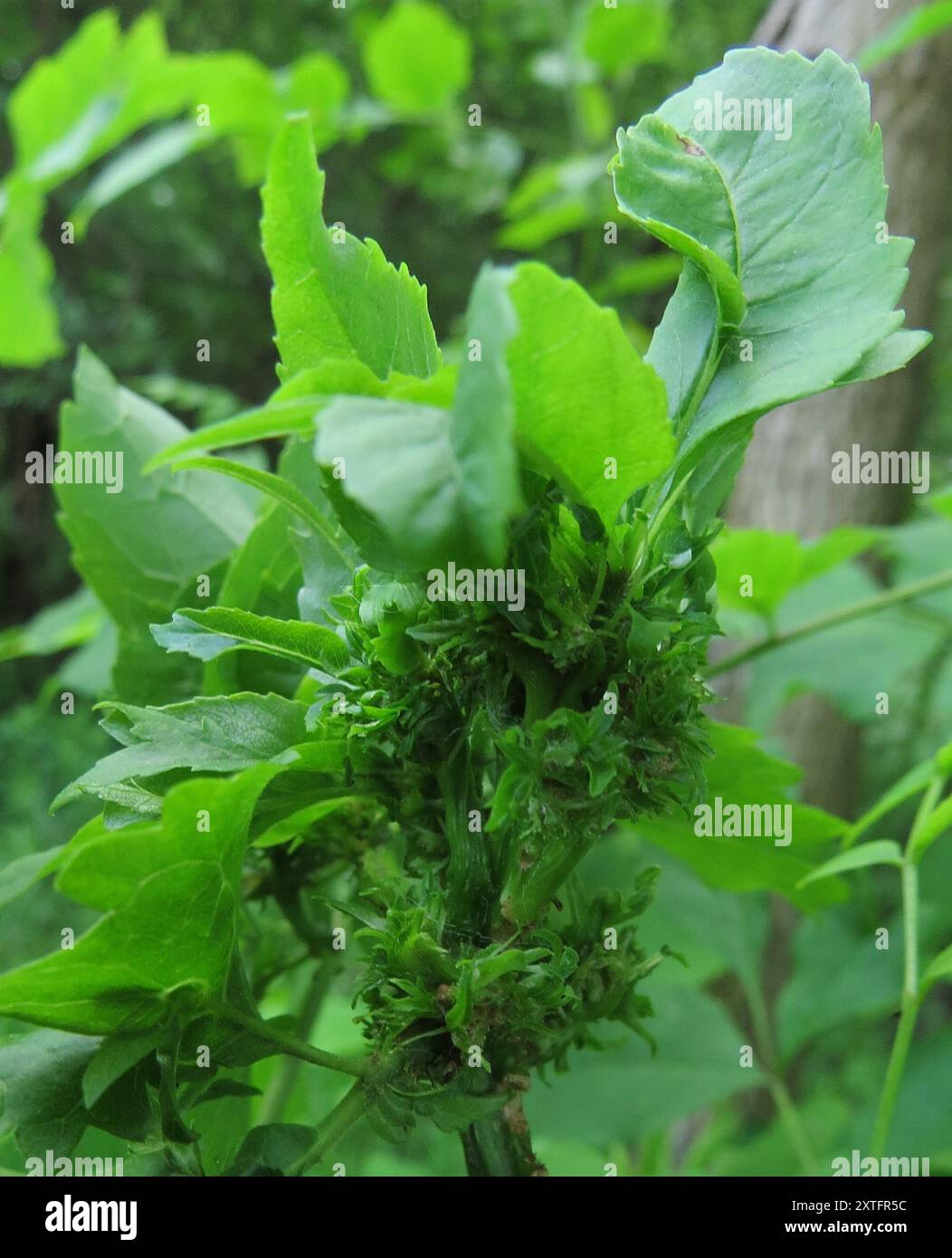 Ash Flower Gall Mite (Aceria fraxiniflora) Arachnida Stock Photo - Alamy