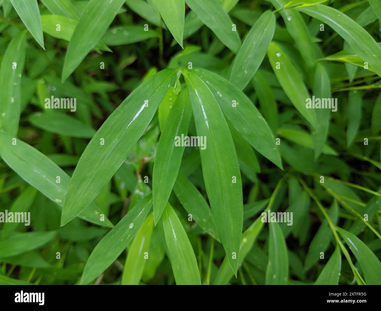 Japanese stiltgrass (Microstegium vimineum) Plantae Stock Photo - Alamy